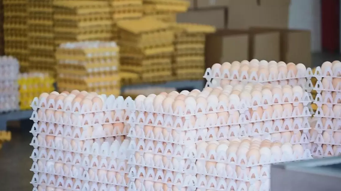 China Breaks New Ground in Africa with First Poultry Hatching Egg ...